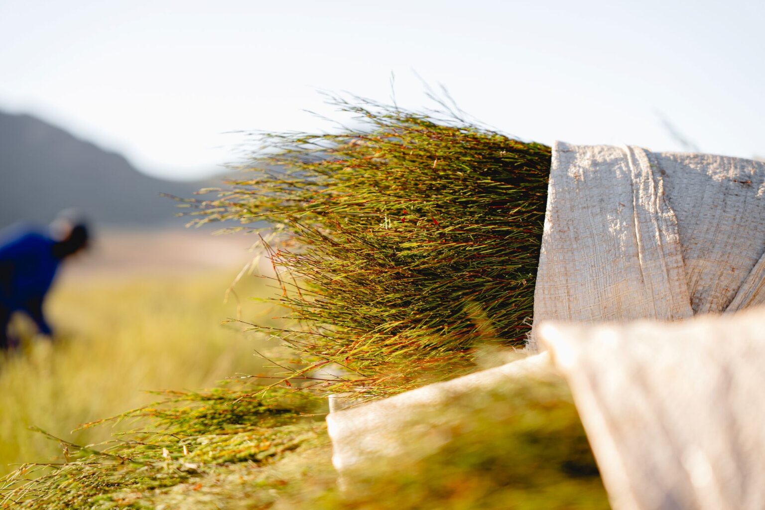 Production and Processing - Carmién Tea International