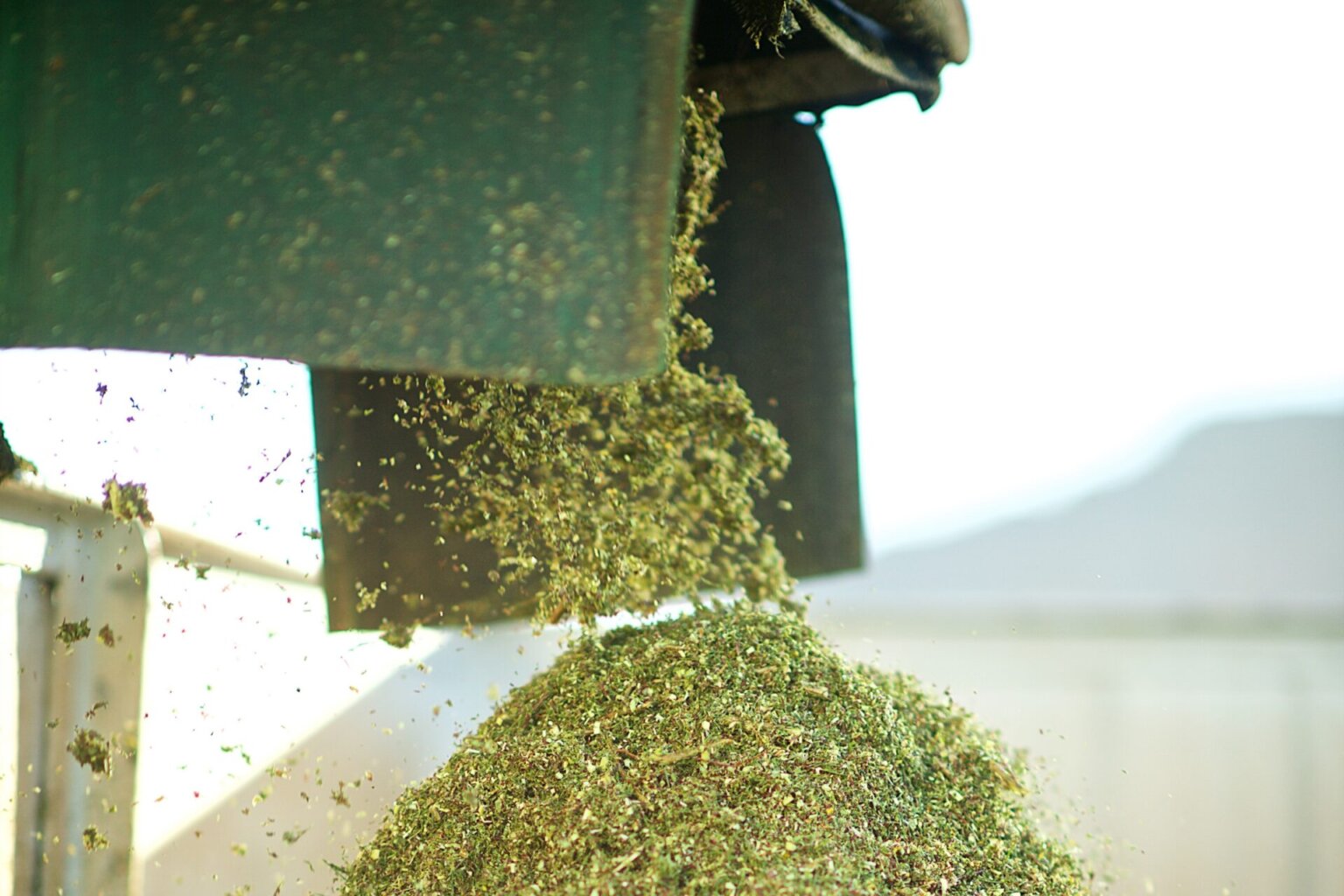 Production and Processing - Carmién Tea International